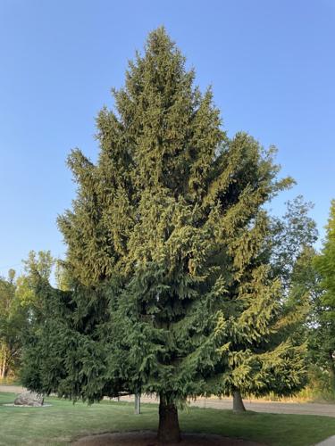 Eagle spruce becomes State of Michigan's 38th Christmas tree | State ...