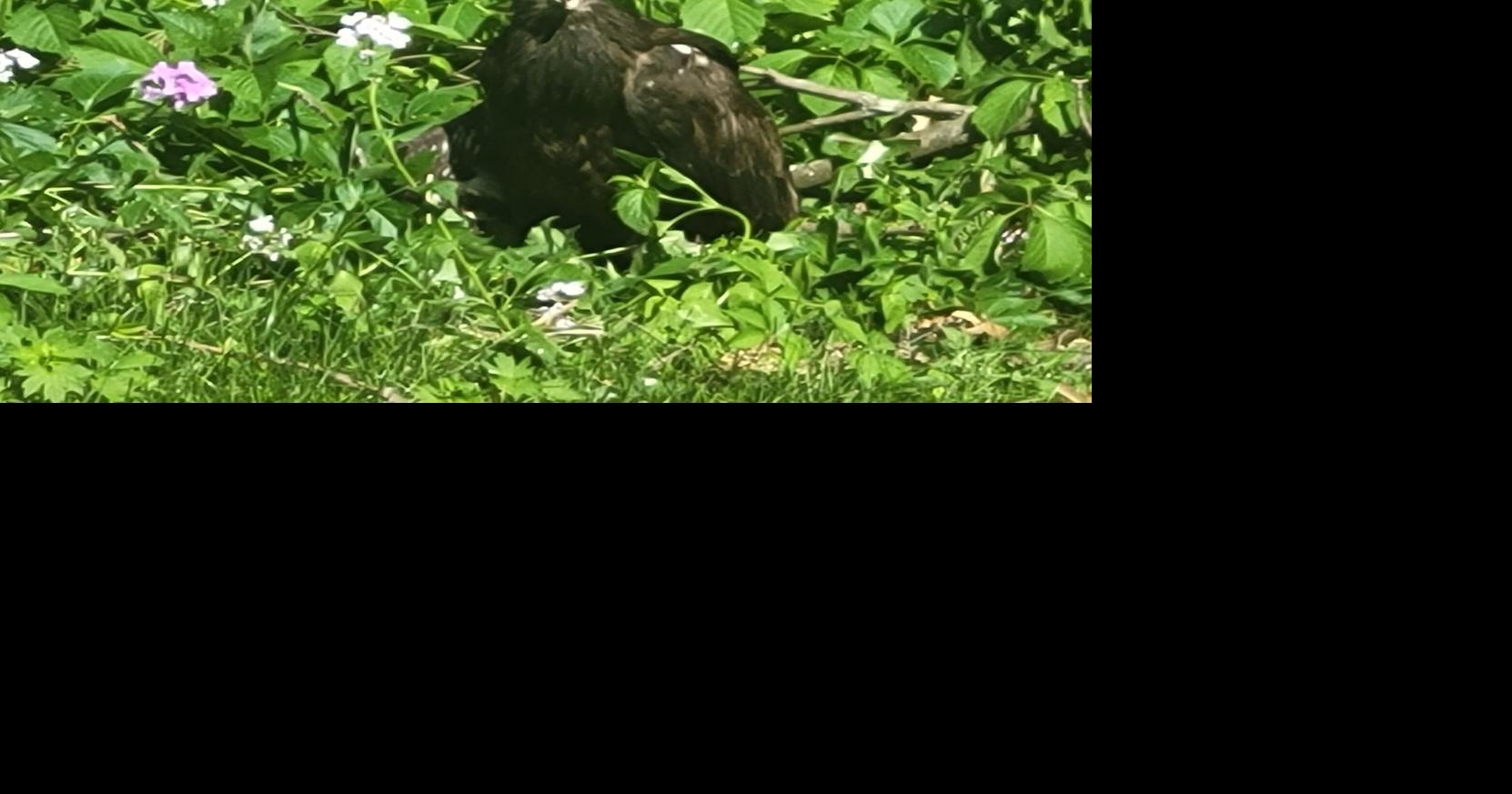 Baby eagle dies after falling from nest near fire station | Environment ...