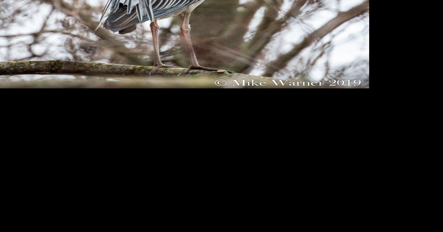 5 birds added to Ottawa County species list | Local News ...