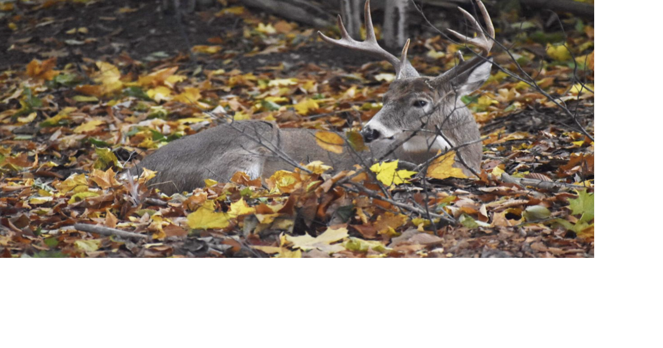 Michigan Senate approves $20M in hunting, fishing fee hikes as House ...