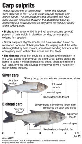 Live Asian carp discovered near Lake Michigan | Environment ...
