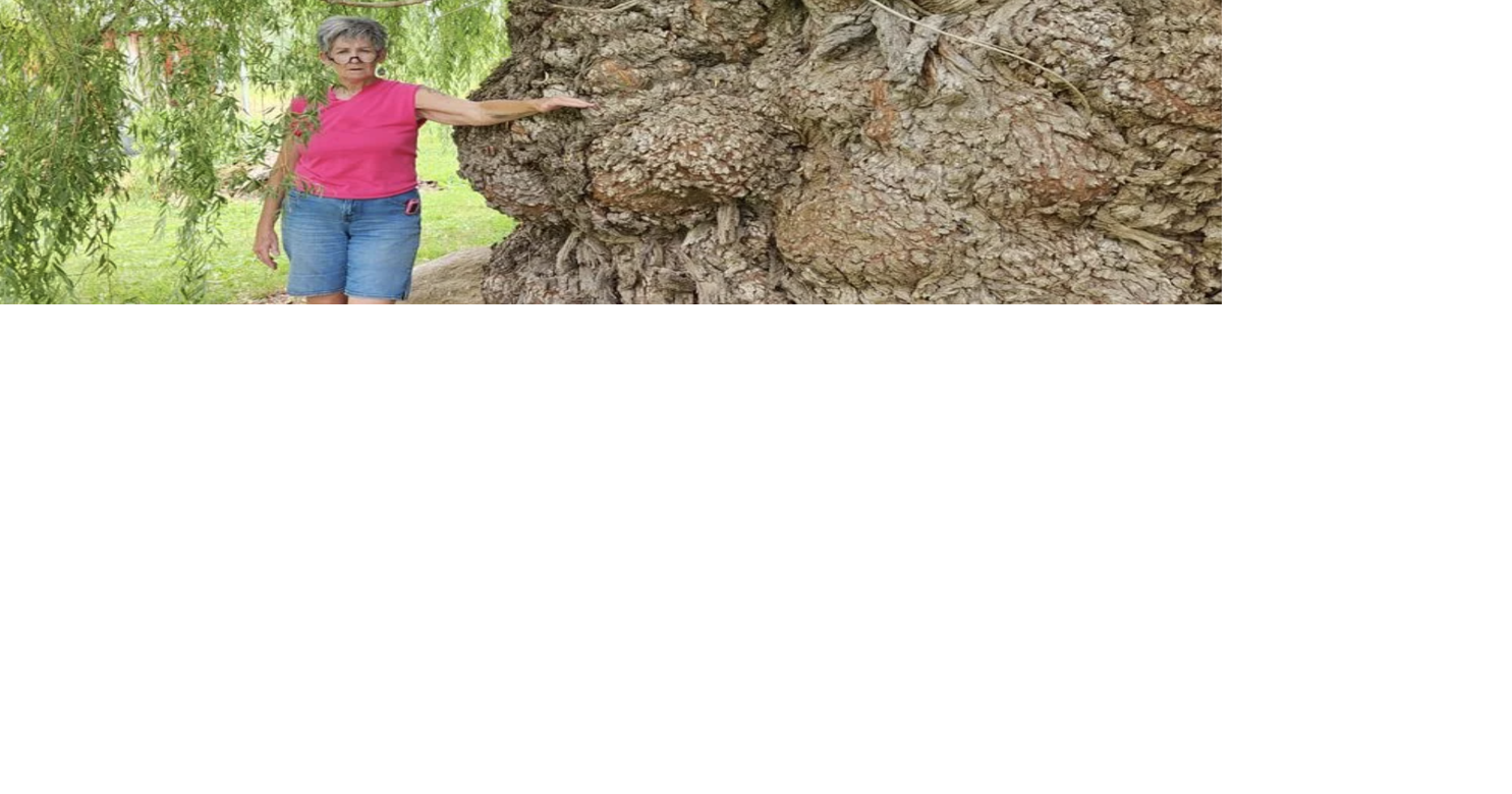 Michigan Big Tree Hunt finds a whopper: A weeping willow, 327 inches ...