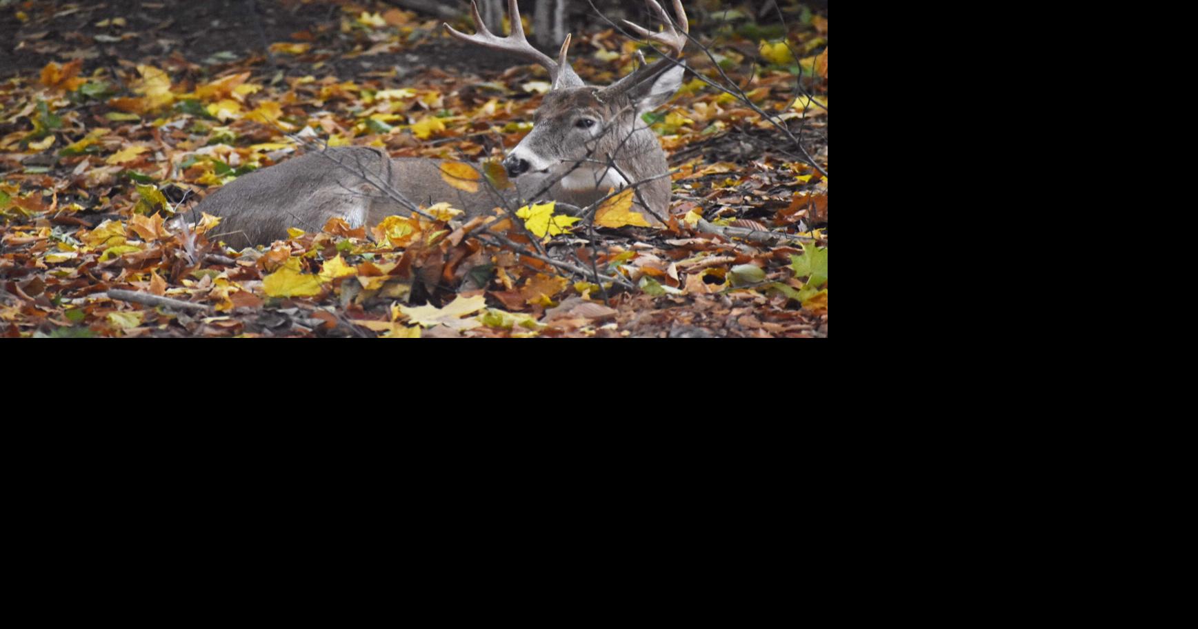 Annual deer hunt empowers local hunters to help manage ecosystem ...