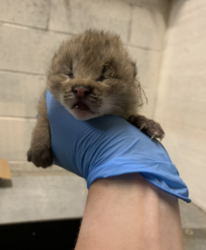 John Ball Zoo’s lynx gives birth to three kits | Local News ...