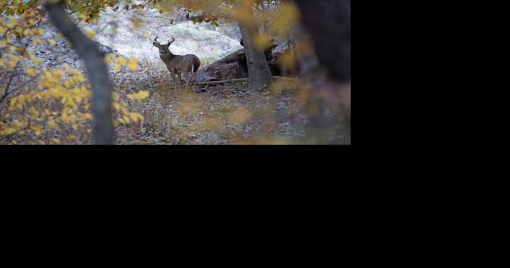 Top 10 best practices for firearm deer season | Local News ...