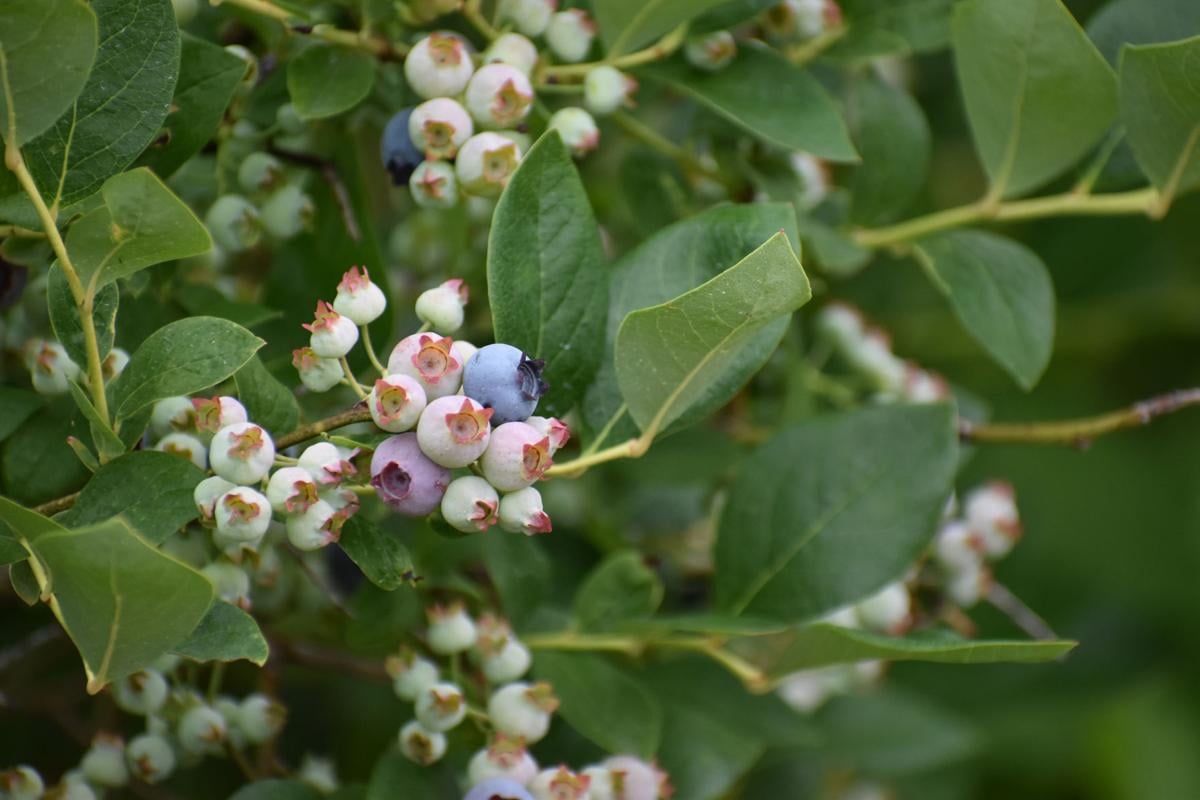 Blueberry season kicks off with record-setting weekends | Agriculture ...