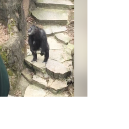 SL resident's video of chimp throwing poop going viral | Local News ...