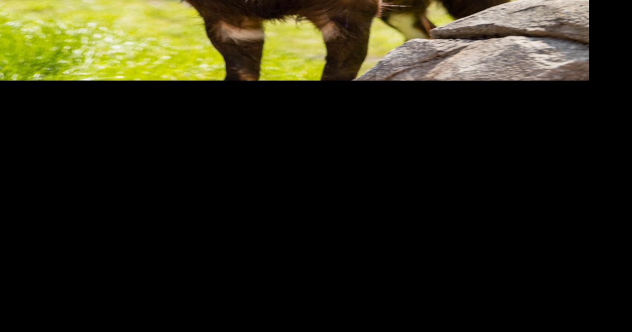 Antelope killed by pygmy hippo at John Ball Zoo | Local News ...