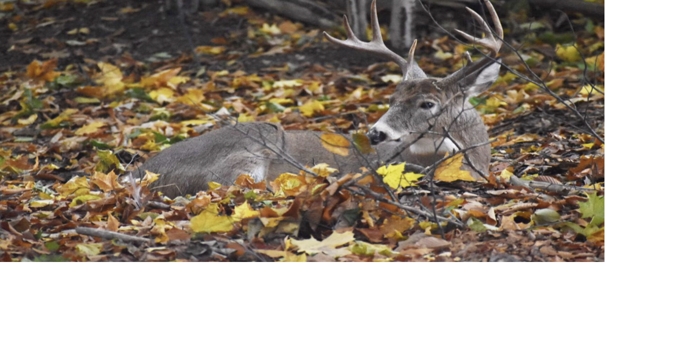 Viral deer disease hits southwest Michigan | Parks & Recreation ...