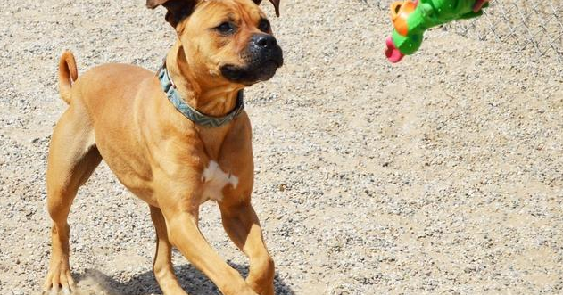 Harbor Humane Society nearly emptied during free adoption event | Local ...