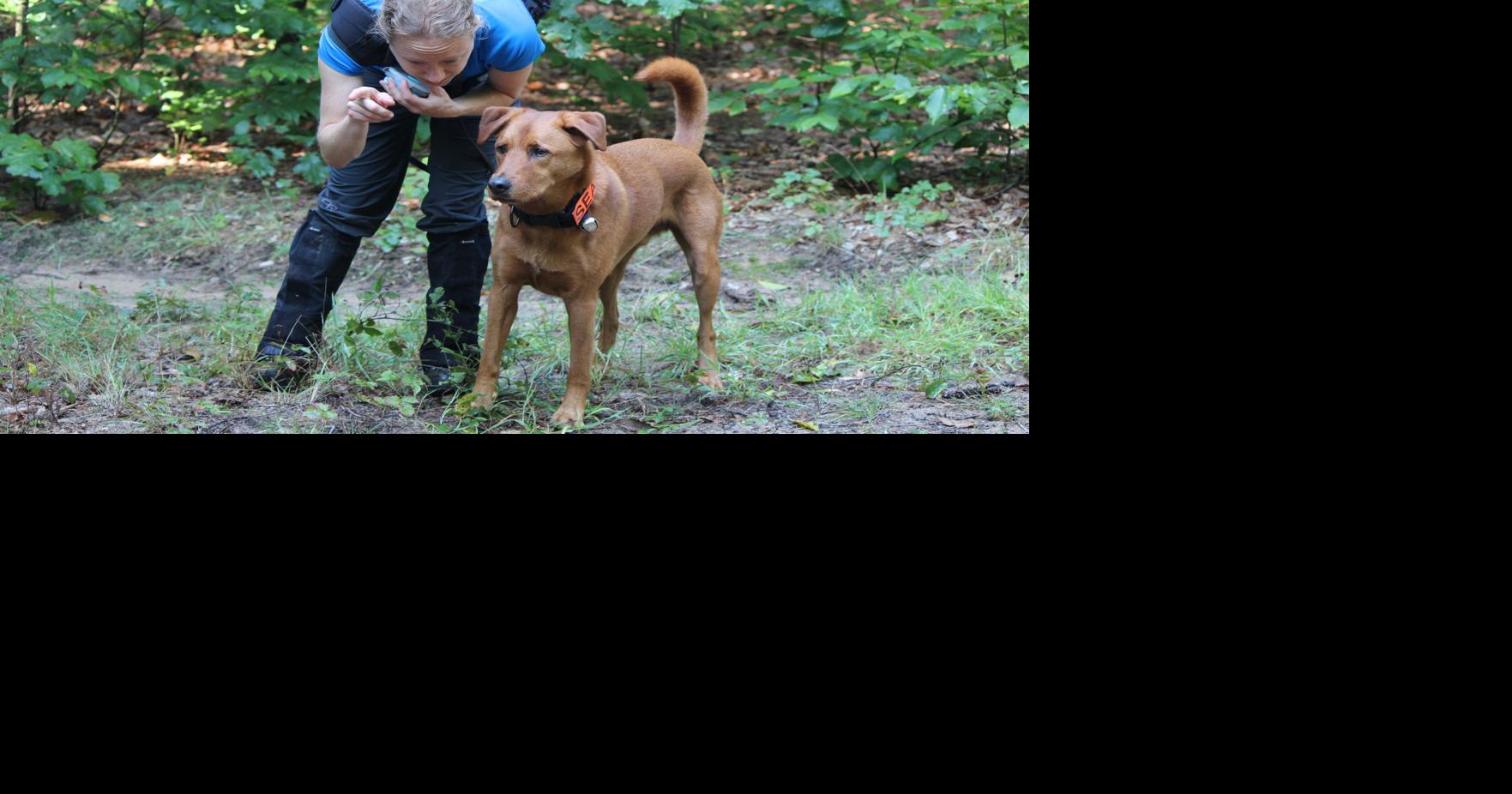 Sniffing to find someone: Volunteer K-9 search-and-rescue teams ...