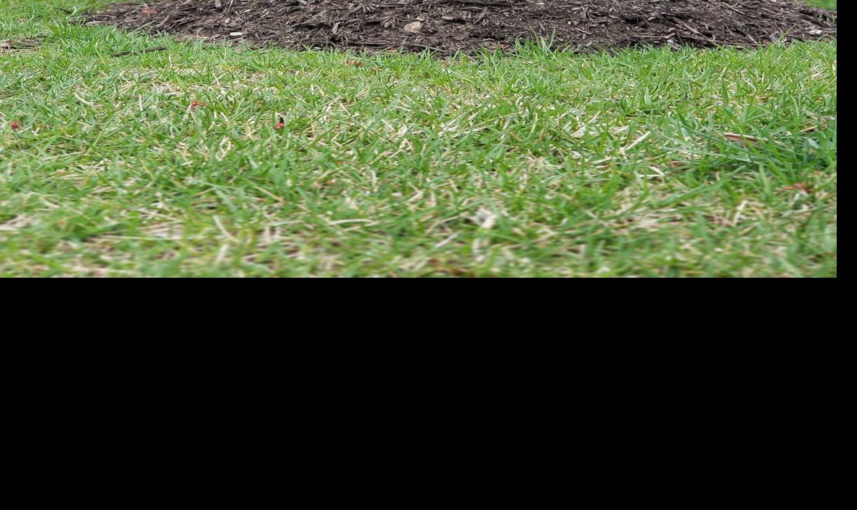 Put a ring on it: Don't let a 'mulch volcano' kill your tree