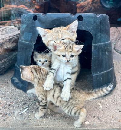 NC Zoo announces names of three sand kittens born in May