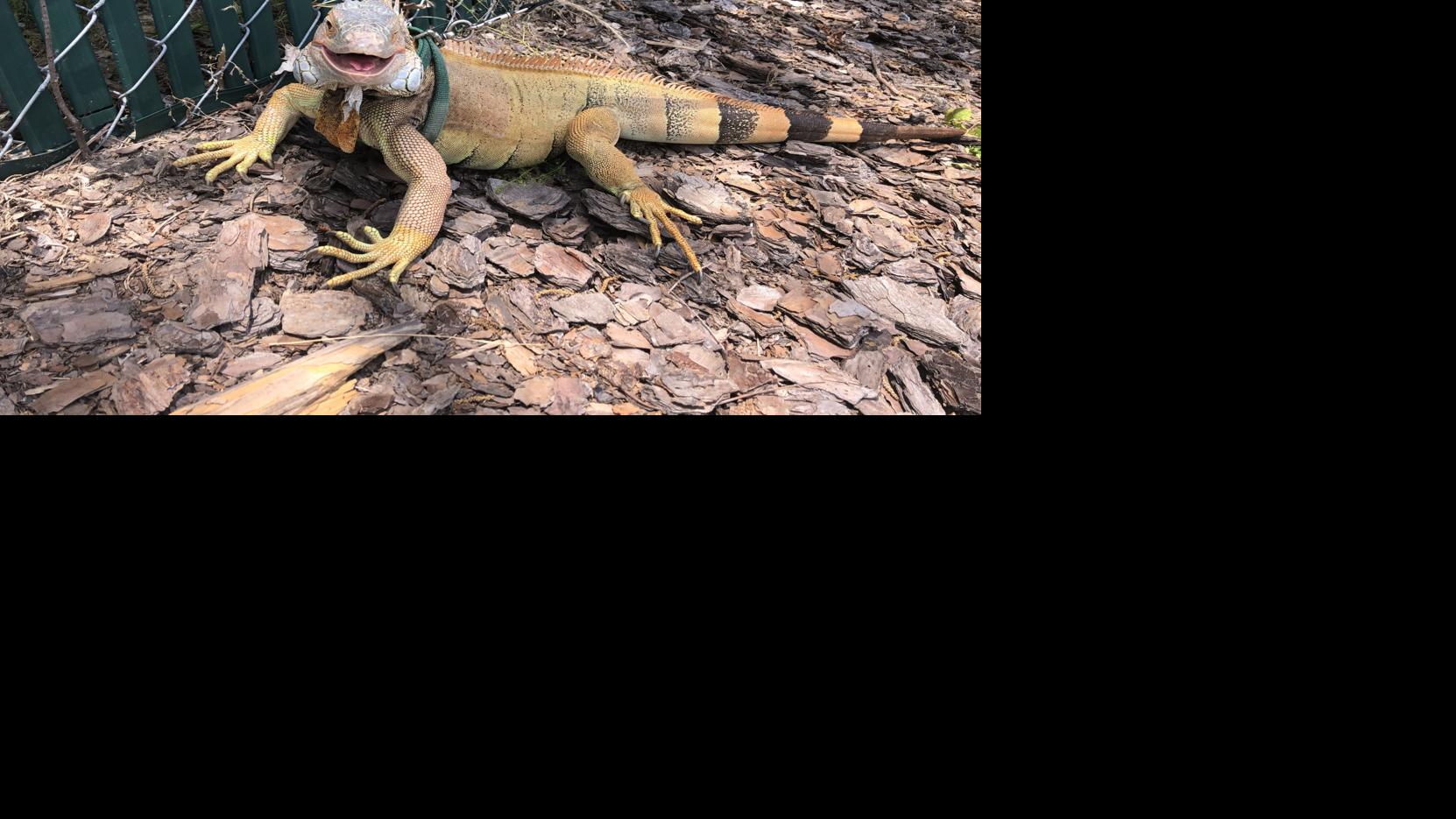 Happy iguana makes friends in Asheboro, surrounding area | Blog: The ...
