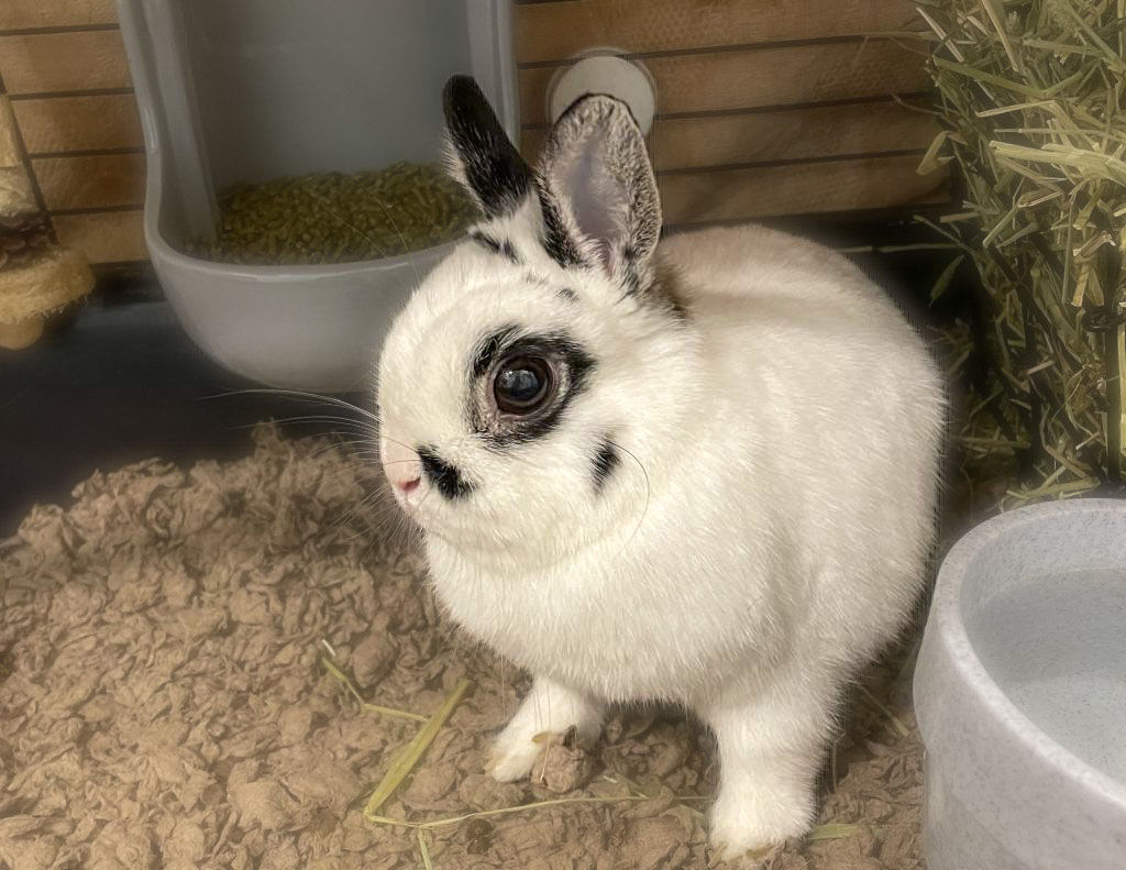 Pet of the Week: Bun Bun