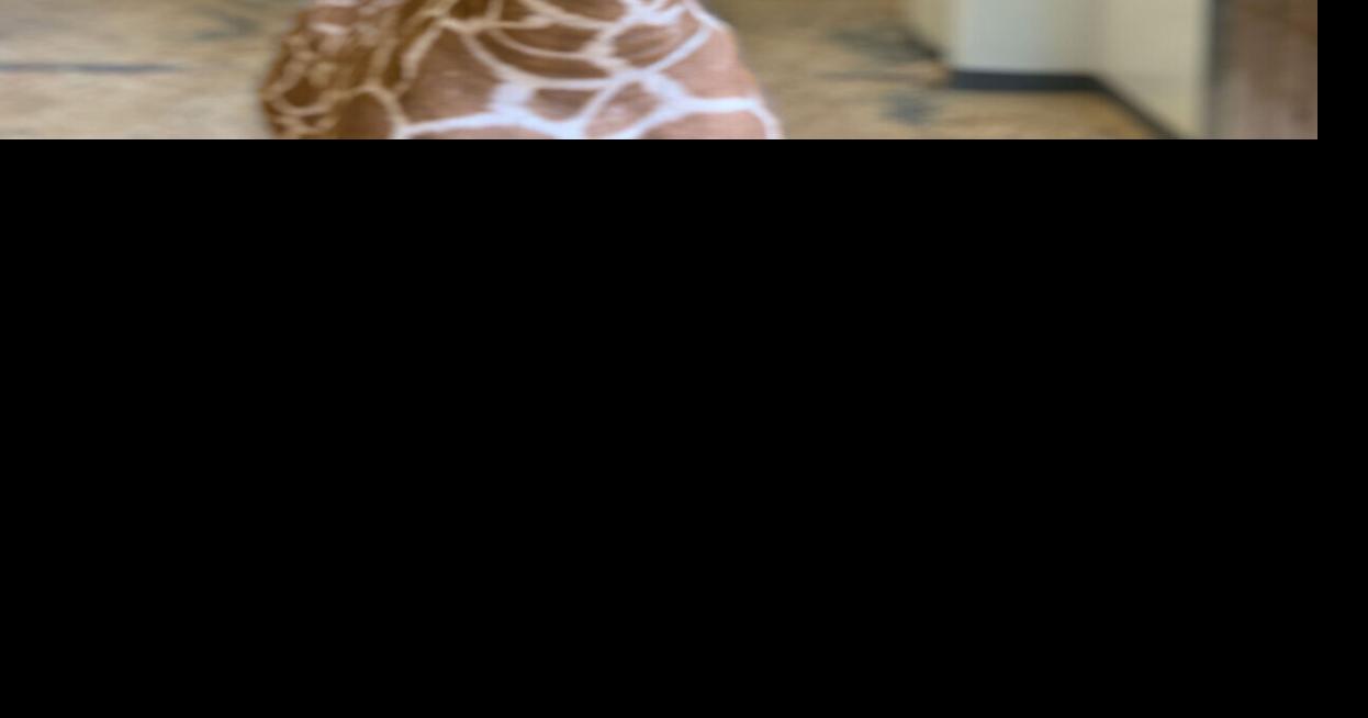 6-month old giraffe dies in tragic accident at N.C. Zoo