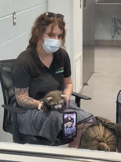 Greensboro Science Center Reveals Names Of Red Panda Twins