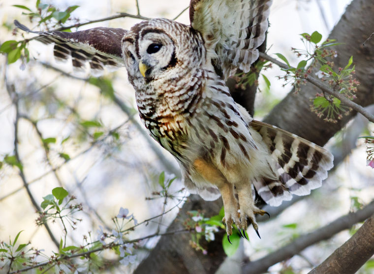 Owl Pair are a "Hoot" and "Anny" | Gallery | greensboro.com