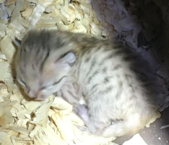Tiny but tough: Rare sand cat is born at N.C. Zoo
