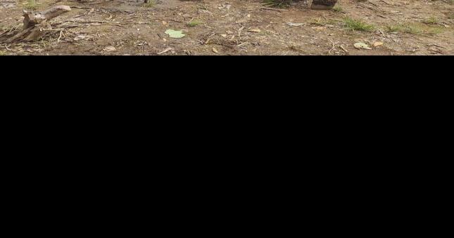 Streamside Trees in the Classroom program teaches fourth graders about ...