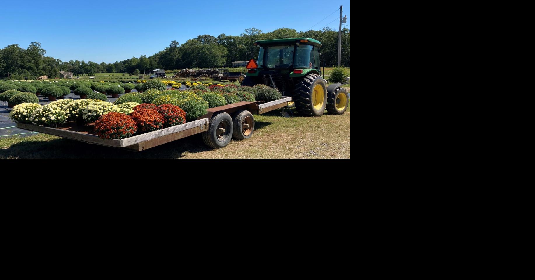 Golden glory of autumn in Rockingham County