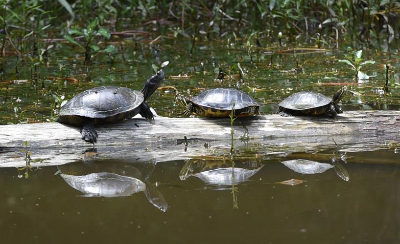 Piedmont Environmental Center: A place to get away without getting too ...