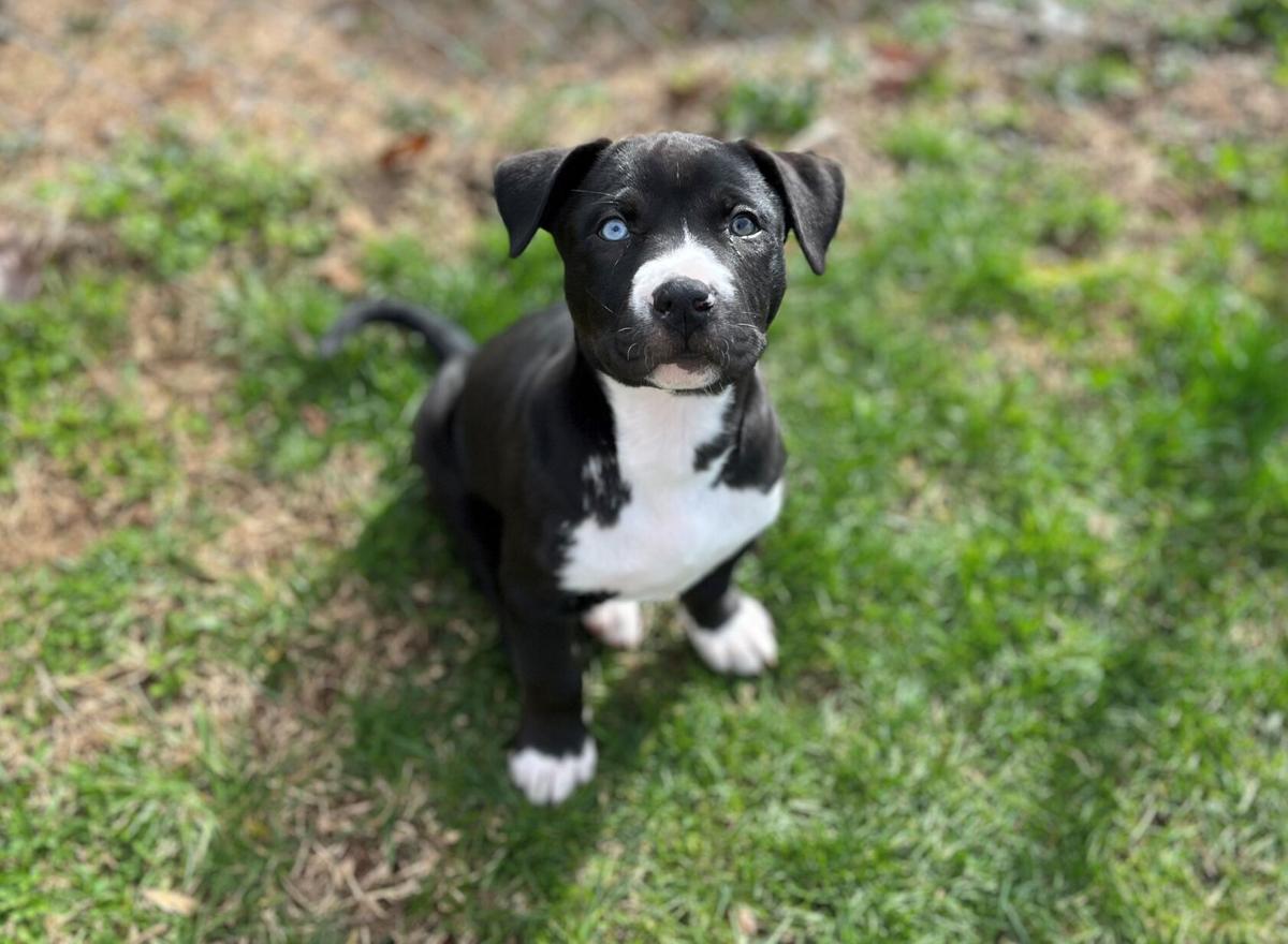 Pet of the Week: Travis