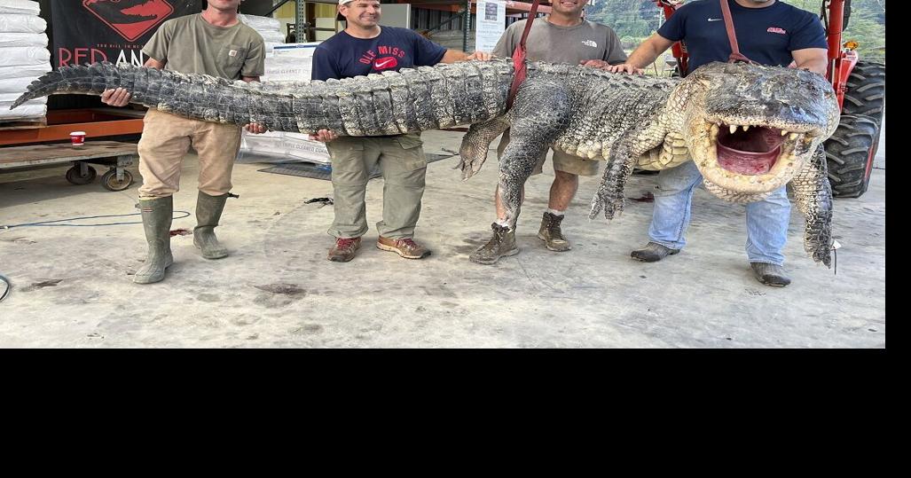 Hunters reel in Mississippi record with massive 14-ft. gator