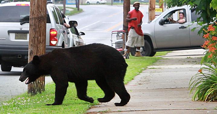 Steer clear of NC bear cubs, officials warn