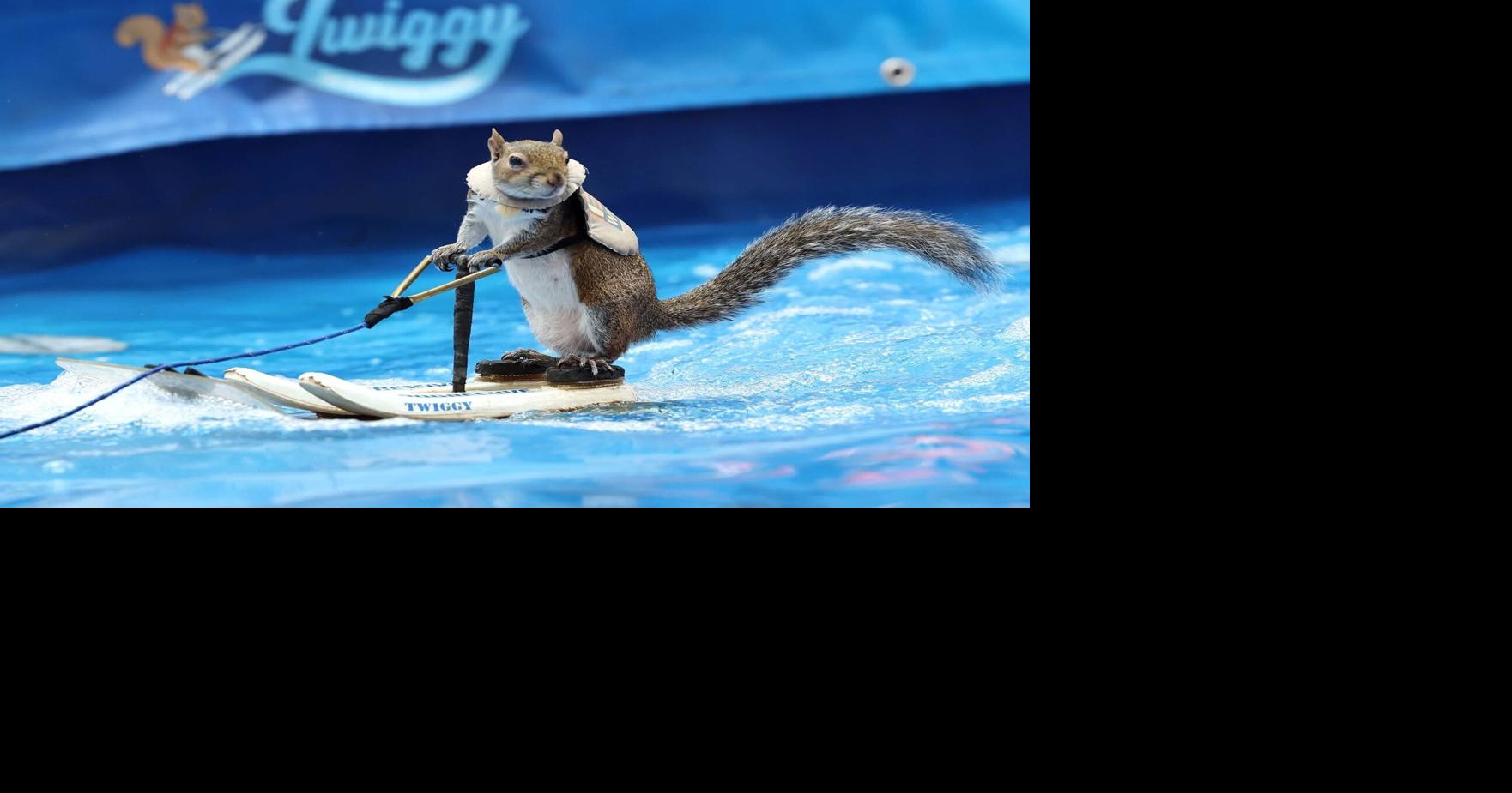 Viral water skiing squirrel visits Winston-Salem's fair