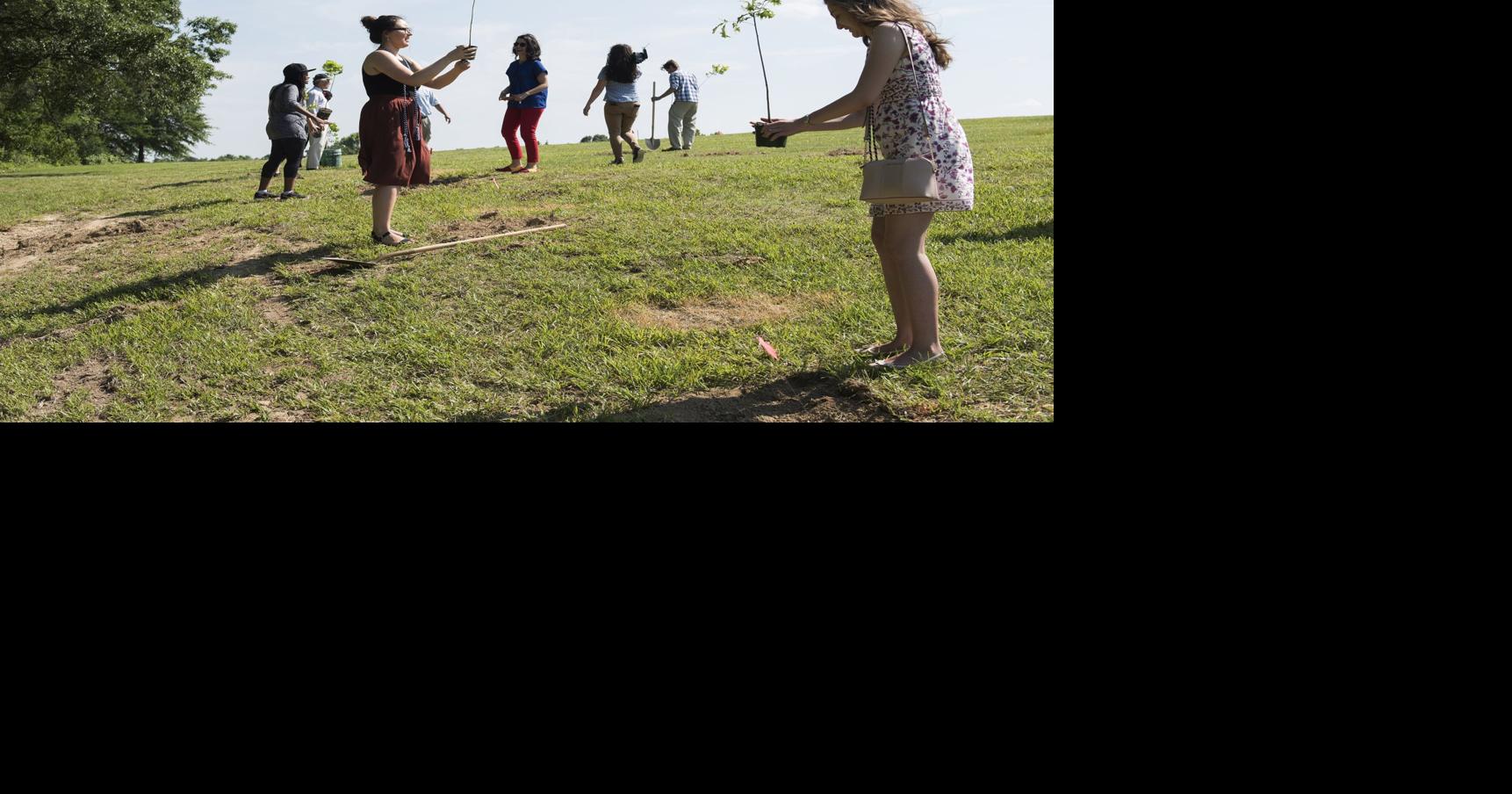 The Syllabus: Elon and its oak trees