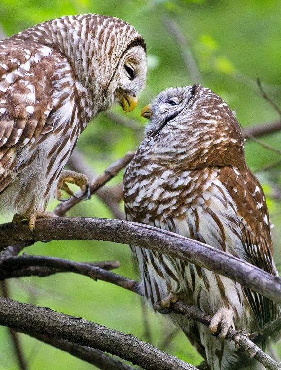 Owl Pair are a "Hoot" and "Anny" | Gallery | greensboro.com