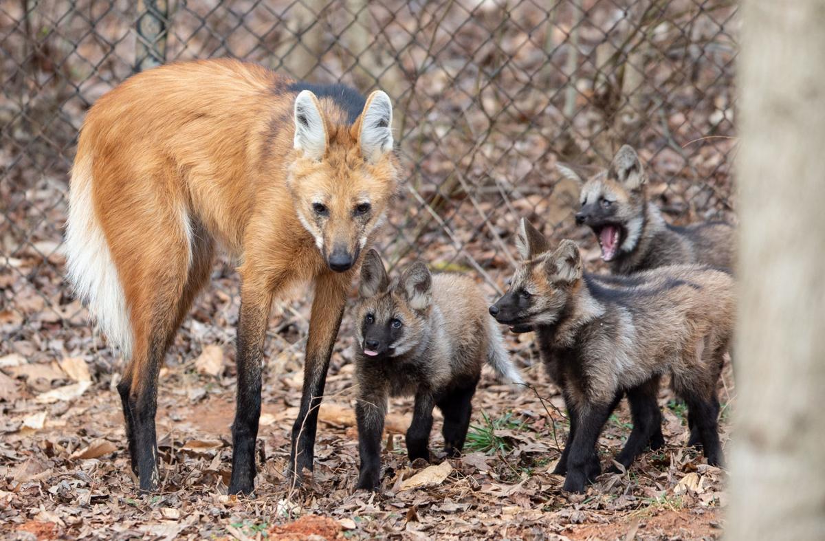 The 4 maned wolf pups now have names. What did the Greensboro Science ...