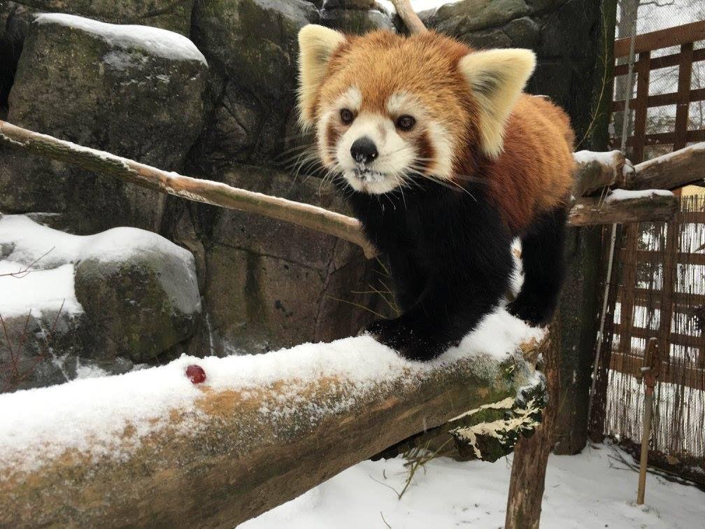 New red panda joins exhibit at the Greensboro Science Center