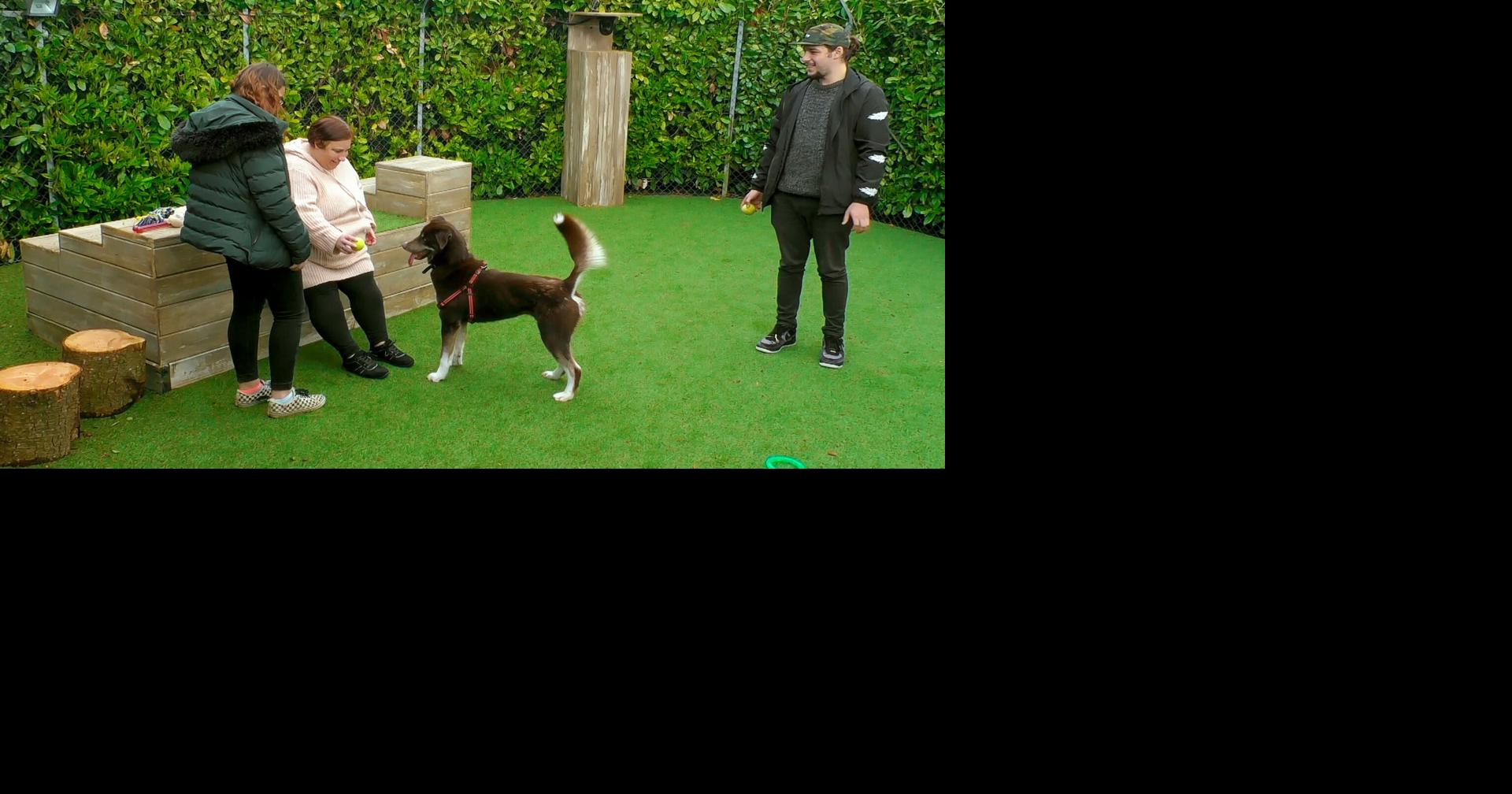 Love dogs? 2 new TV series showcase our canine pals. Here’s a review