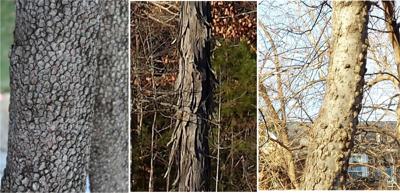 A closer look: Tree bark beholds unique designs, various uses