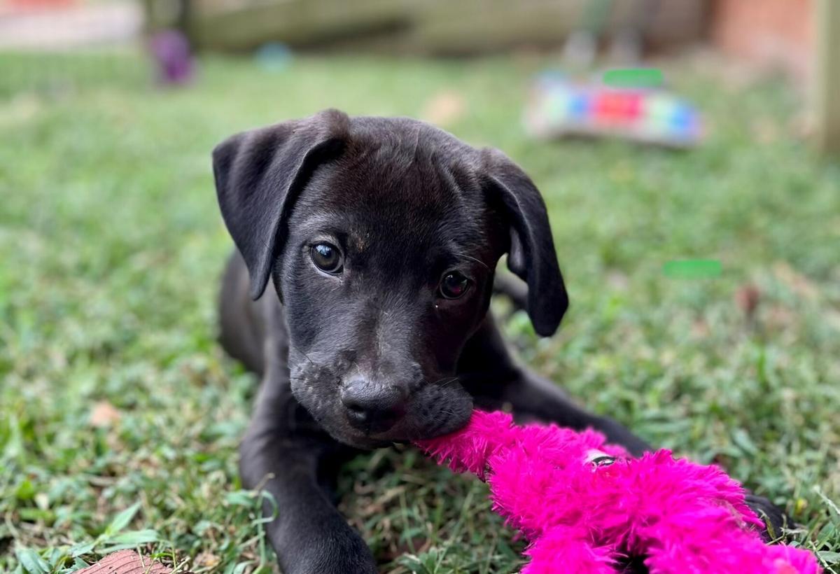 Pet of the Week: Liam