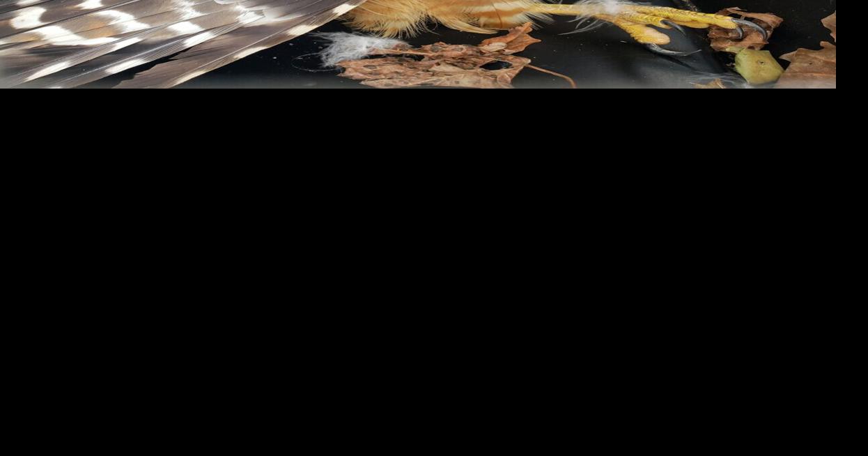 Hawk injured in Triad traffic accident couldn't survive, rescuers say