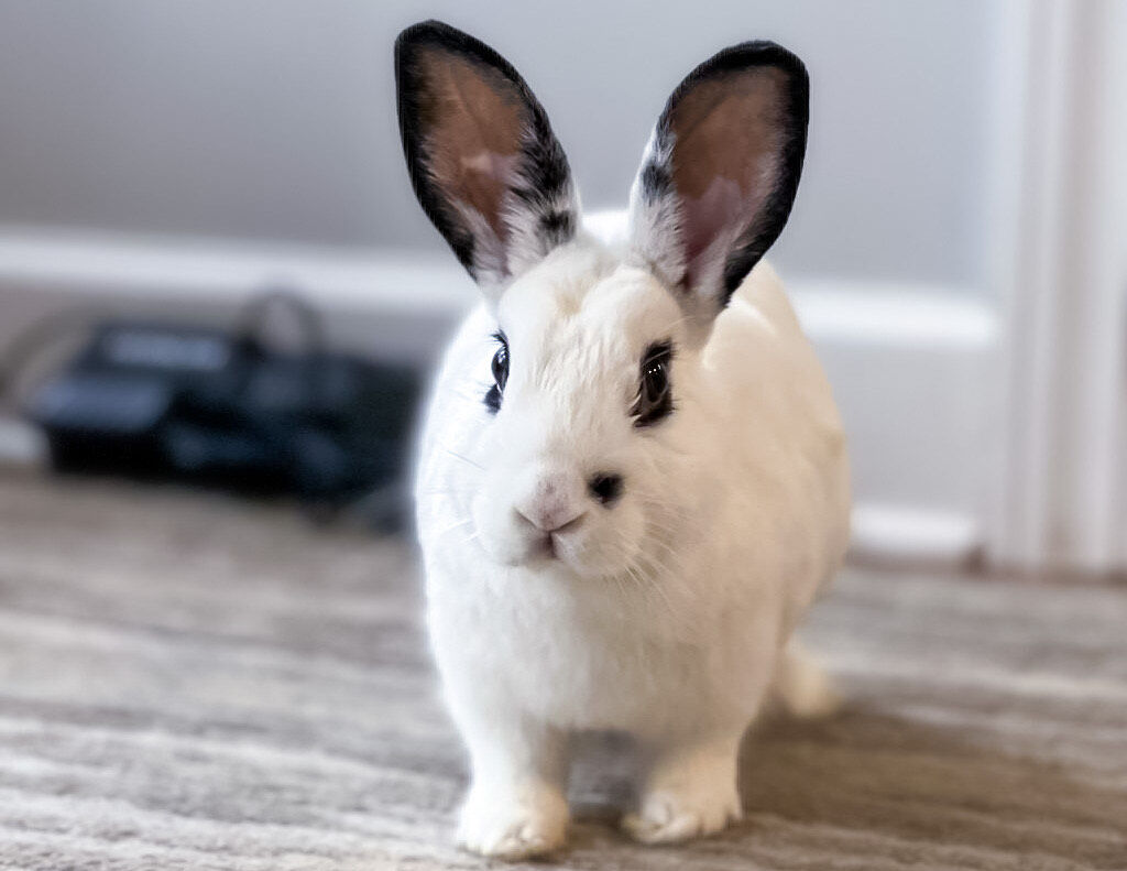 Pet of the Week: Buttercup