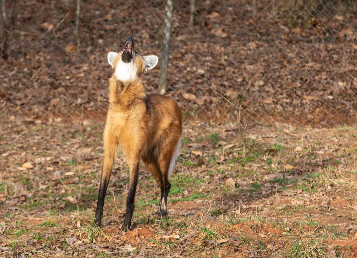The 4 maned wolf pups now have names. What did the Greensboro Science ...