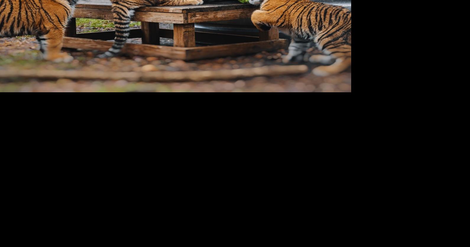 Sibling tiger cubs reunited at Animal Park at the Conservators Center ...