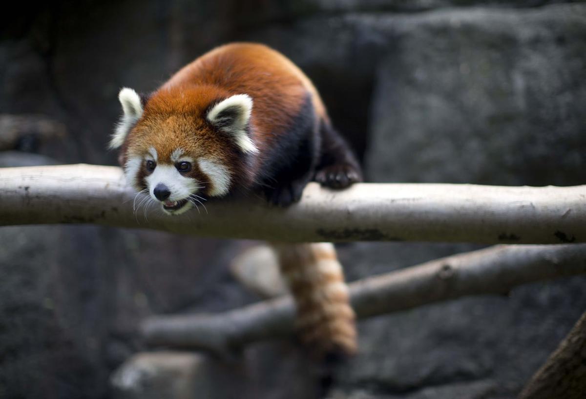 Zoo Trek is Greensboro Science Center's up close and personal animal ...