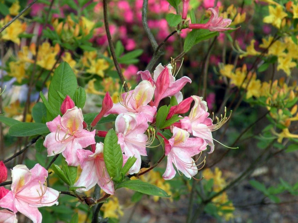 From Our Gardens: Planting azaleas is worth the hassle