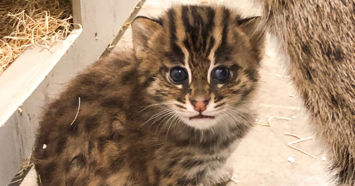 Fishing cat kitten born at Greensboro Science Center gets name
