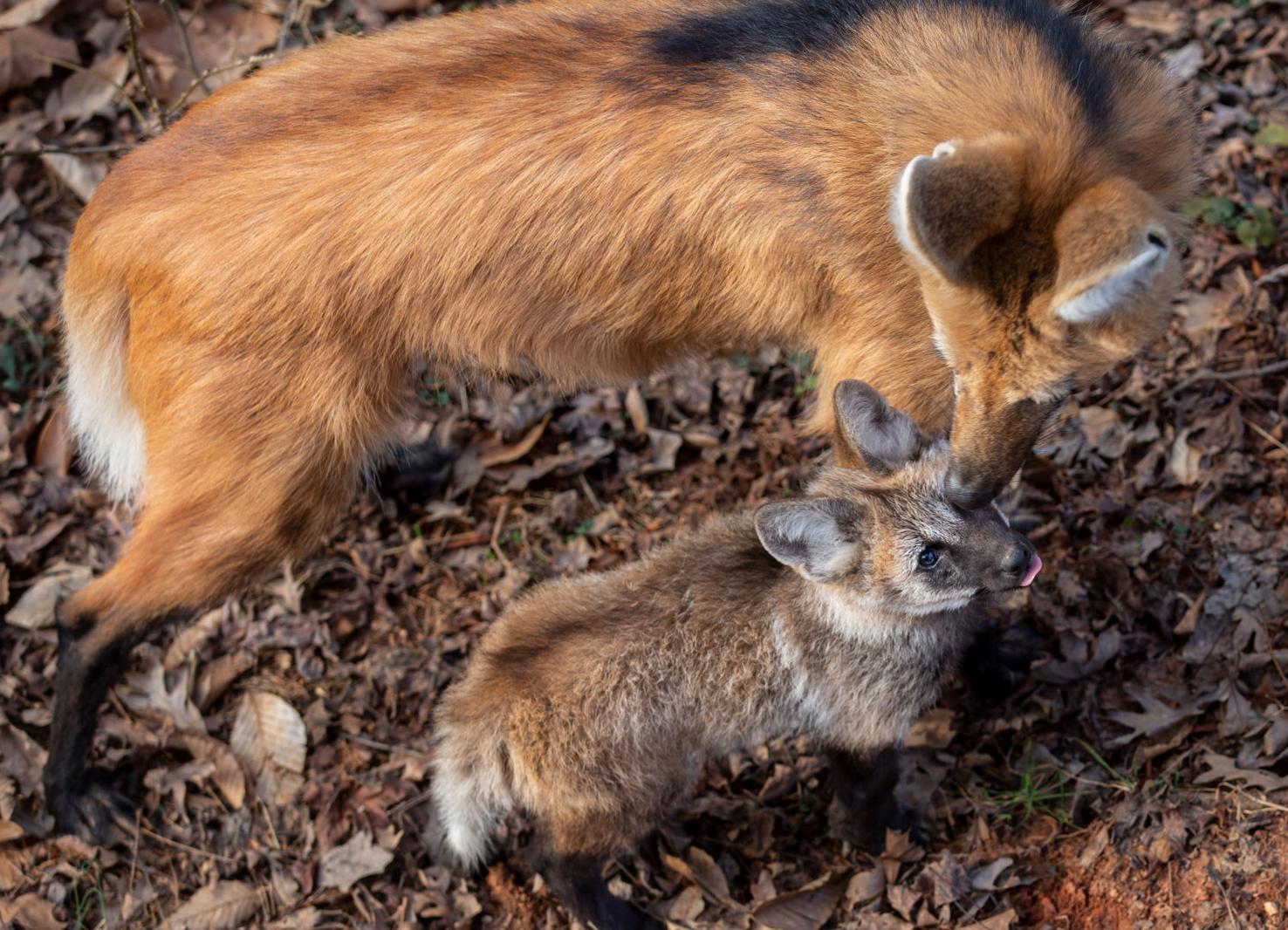The 4 maned wolf pups now have names. What did the Greensboro Science ...