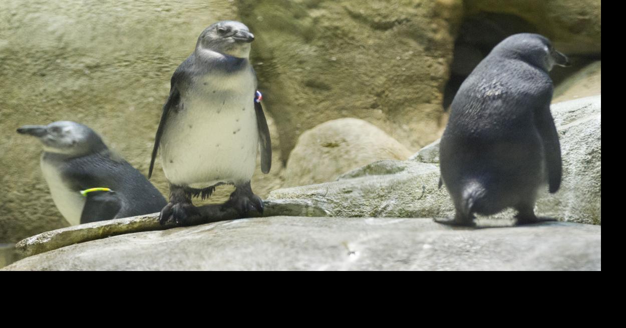 Susan Ladd: Baby penguins make debut today at Science Center (video)