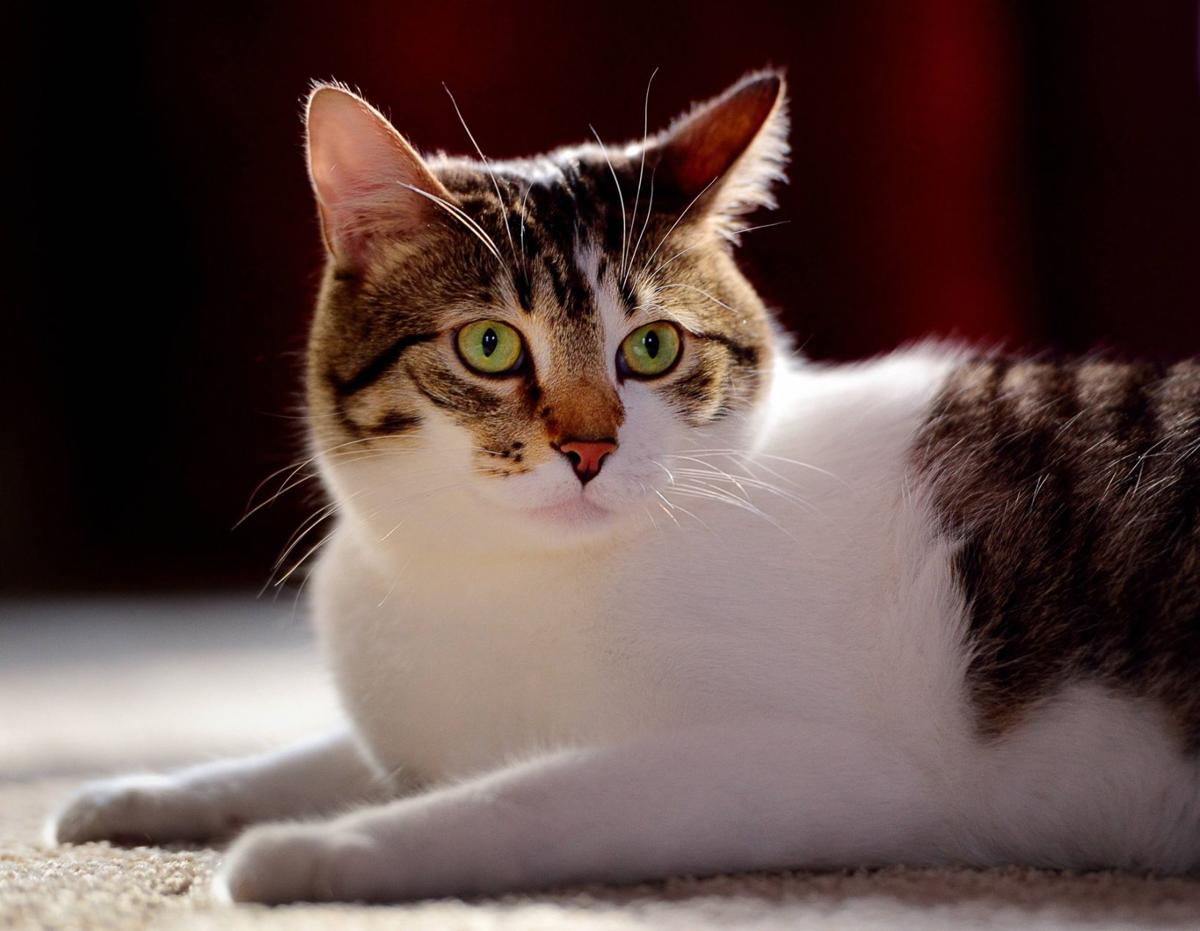 Unexpected inheritance: Willy the cat is the gift that keeps on giving