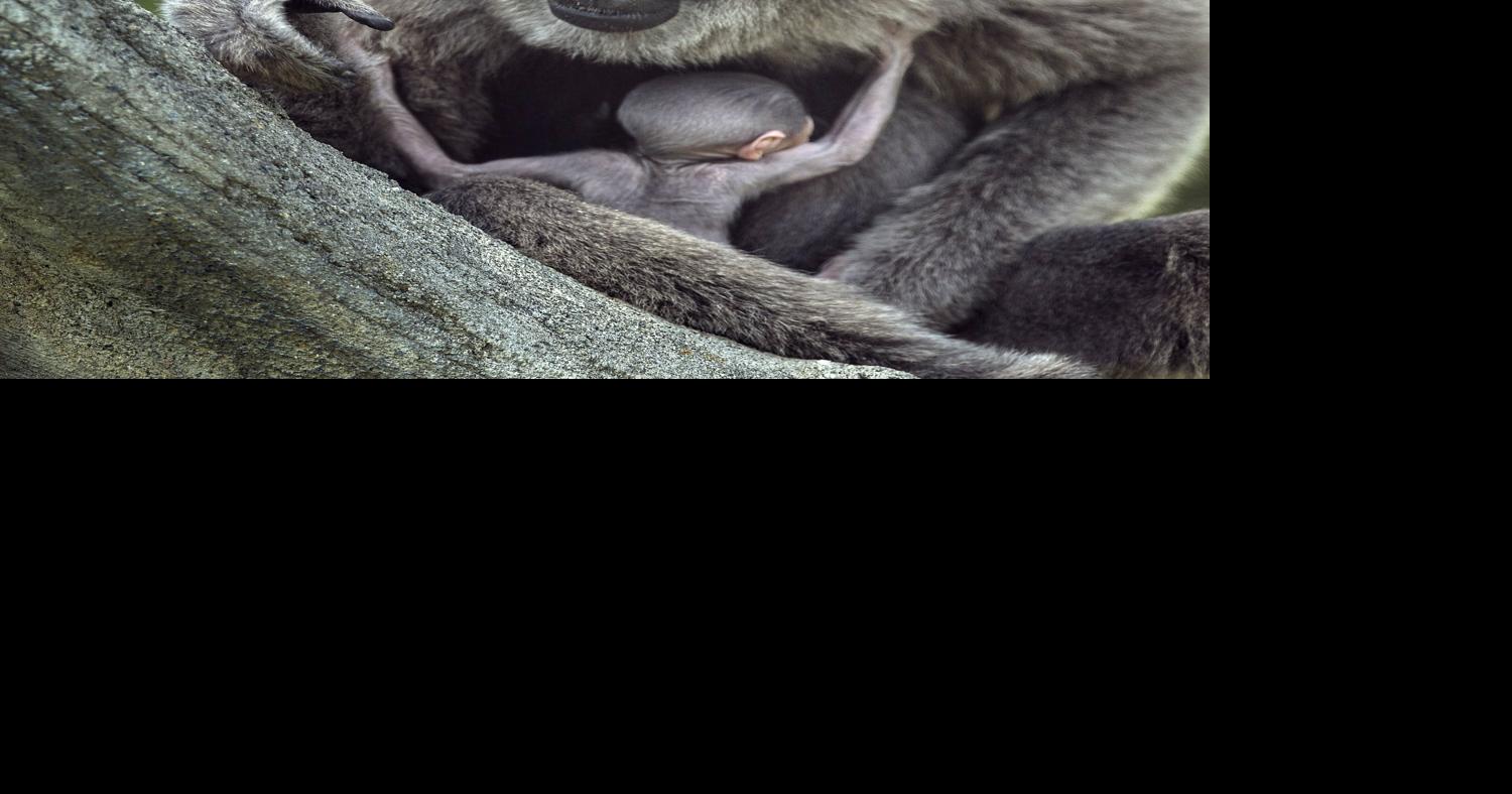 Baby Gibbon Born at Greensboro Science Center