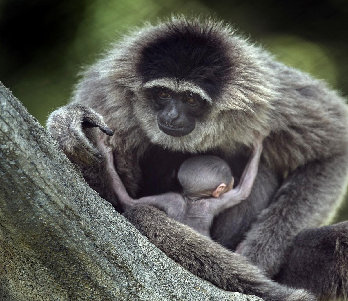 Newborn joins gibbon family at Greensboro Science Center (VIDEO)
