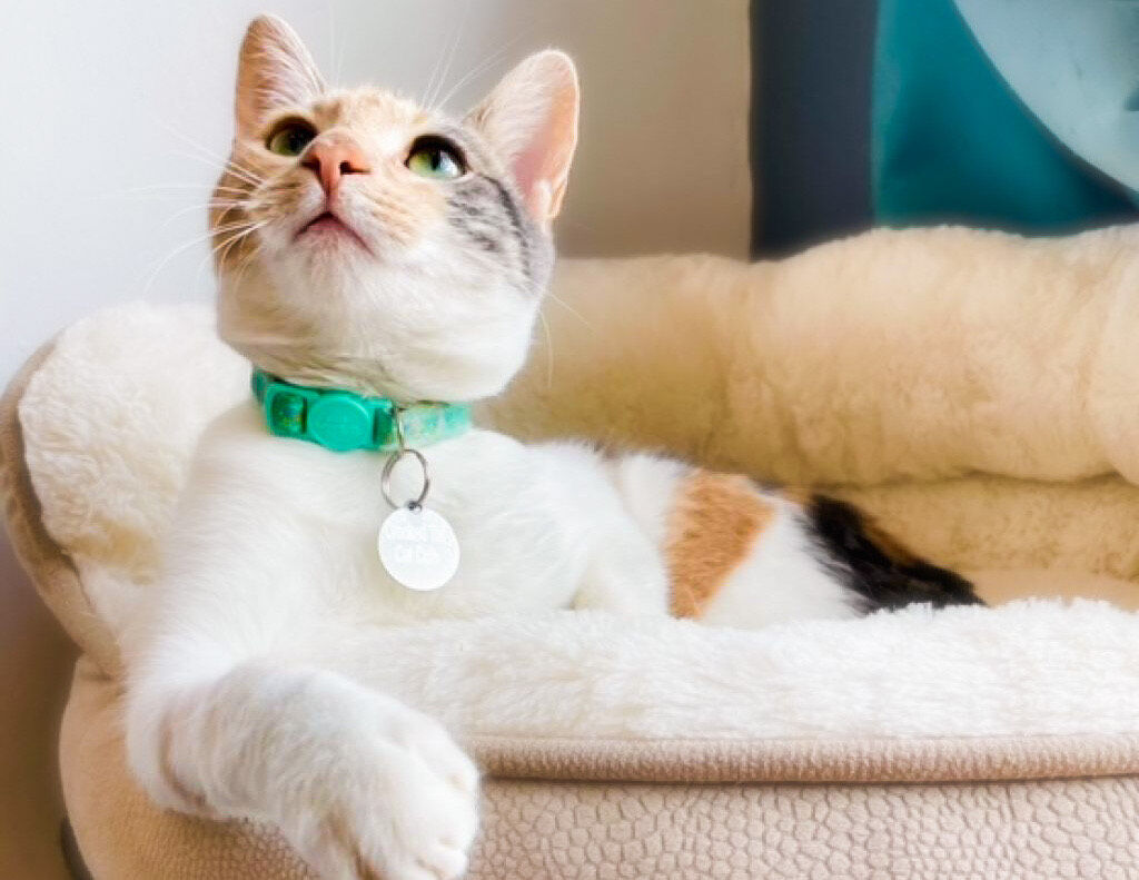 Pet of the Week: Mara